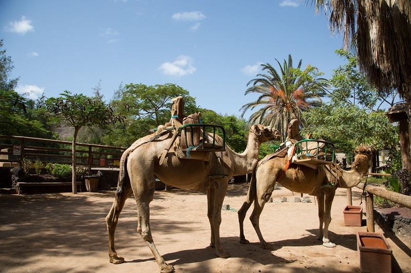 Oasis Park - Visitr